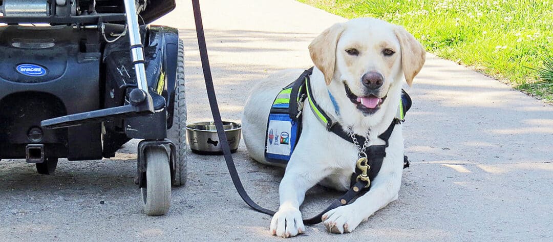 Service Dog Training Arizona | ESA Training Near Me