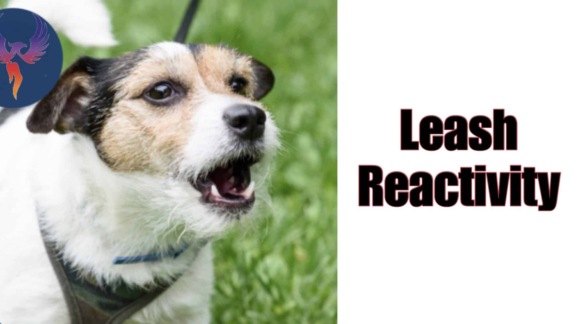 Environmental Management: The First Step in Behavior Modification - Dog ...