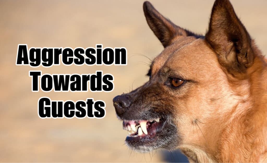 Environmental Management: The First Step in Behavior Modification - Dog ...
